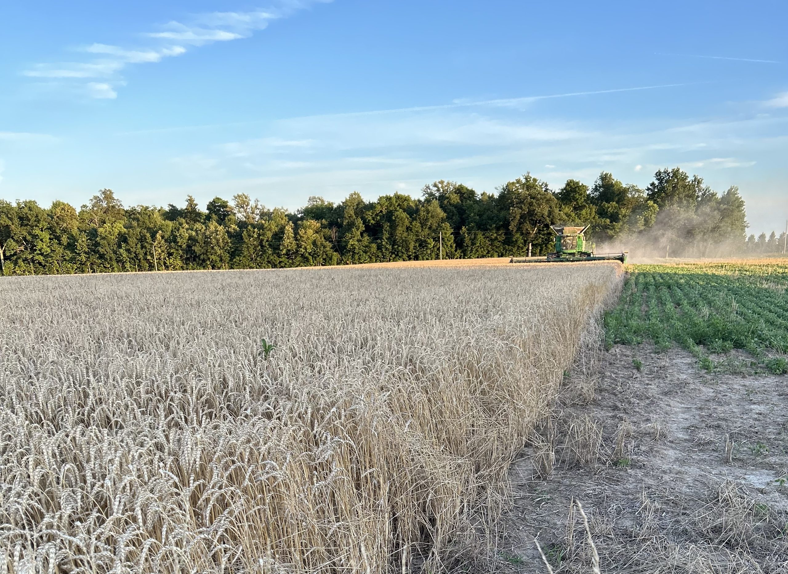 64% of Indiana wheat already off – WZBD